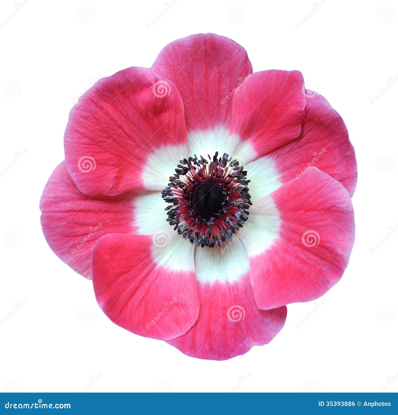 Le Rose De Mona Lisa Rougissent Fleur Photo stock - Image of mona, fond ...