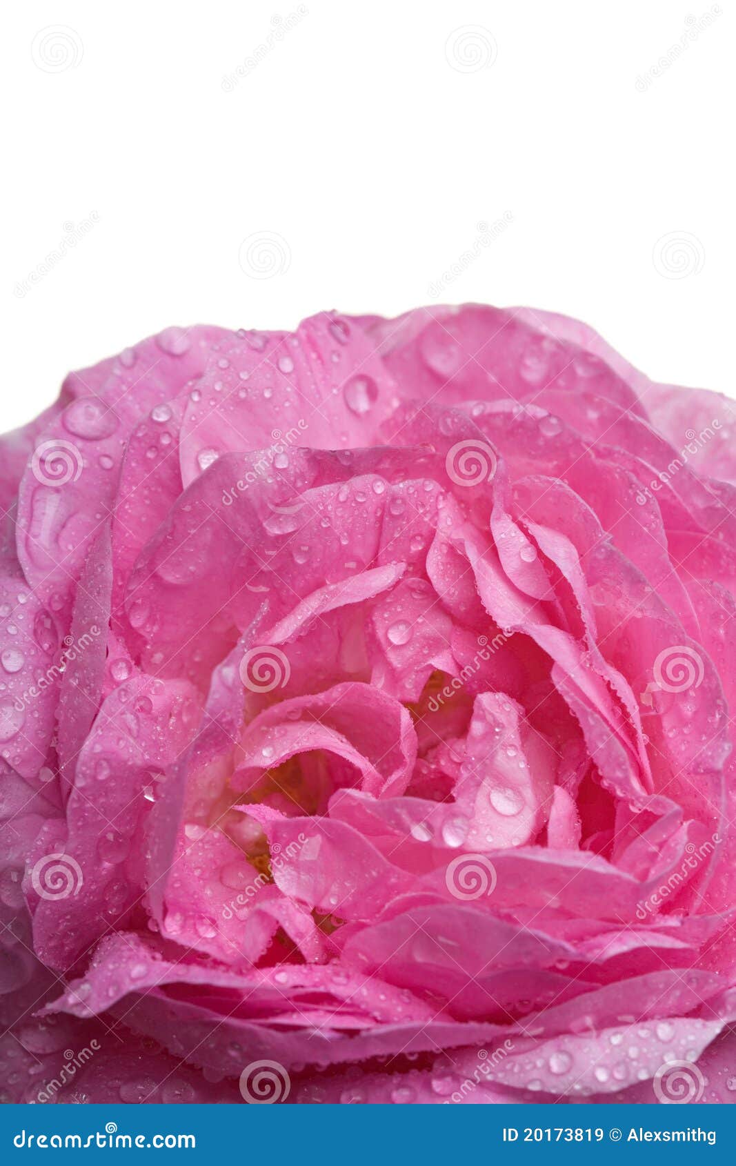 Le Rose De Plan Rapproché a Monté Image stock - Image du trame, matins ...