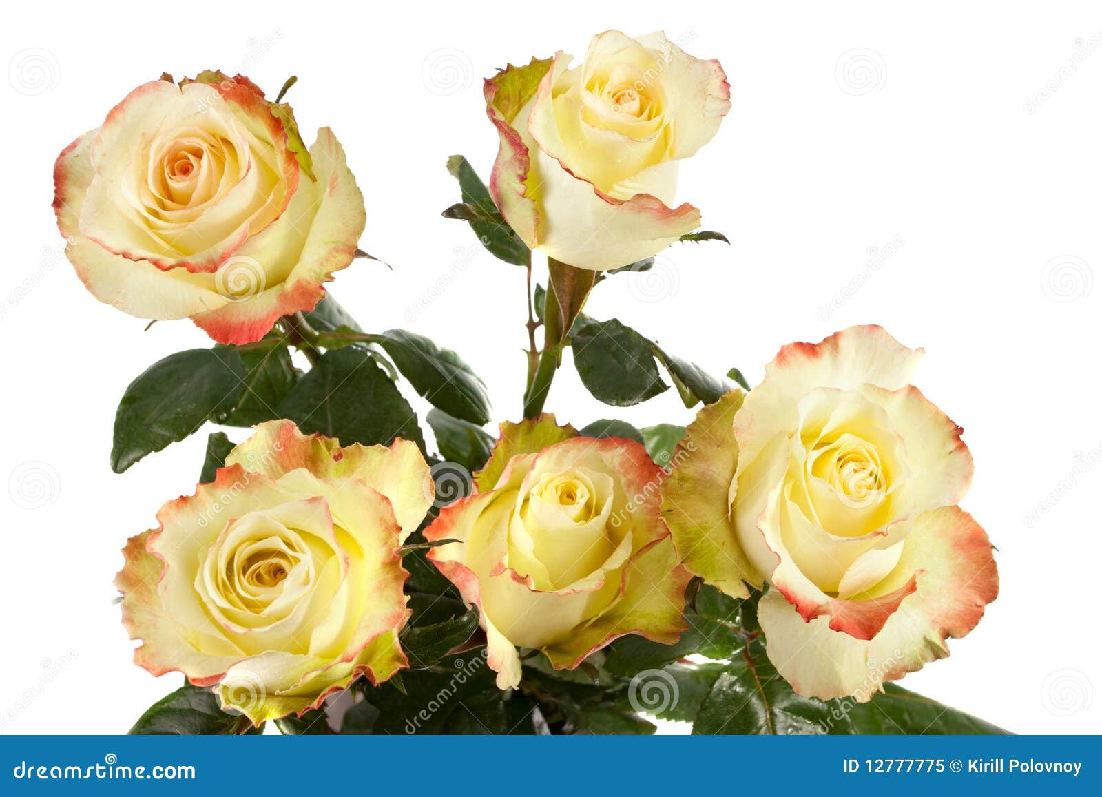 Le Rose Gialle Hanno Isolato Immagine Stock - Immagine di foglio ...