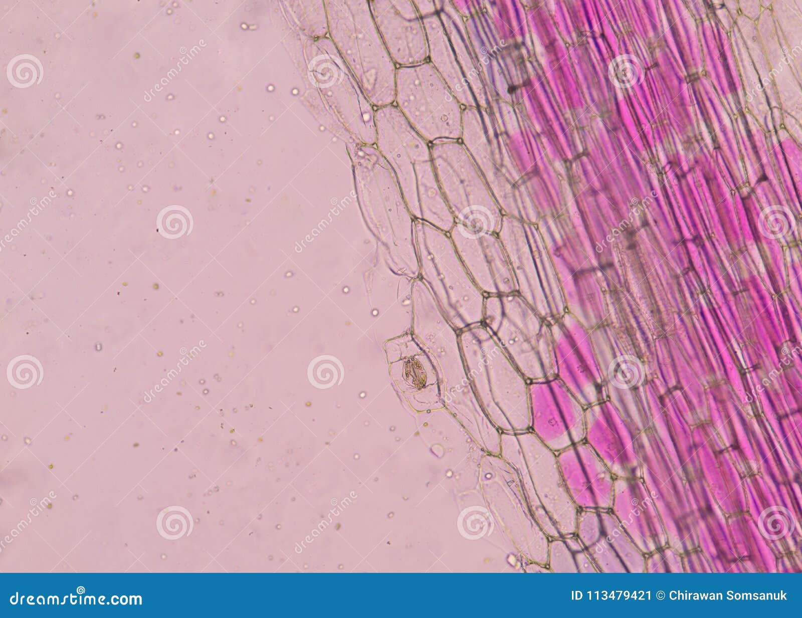 Le Rose Plante Des Cellules Image stock - Image du botanique, noyau ...