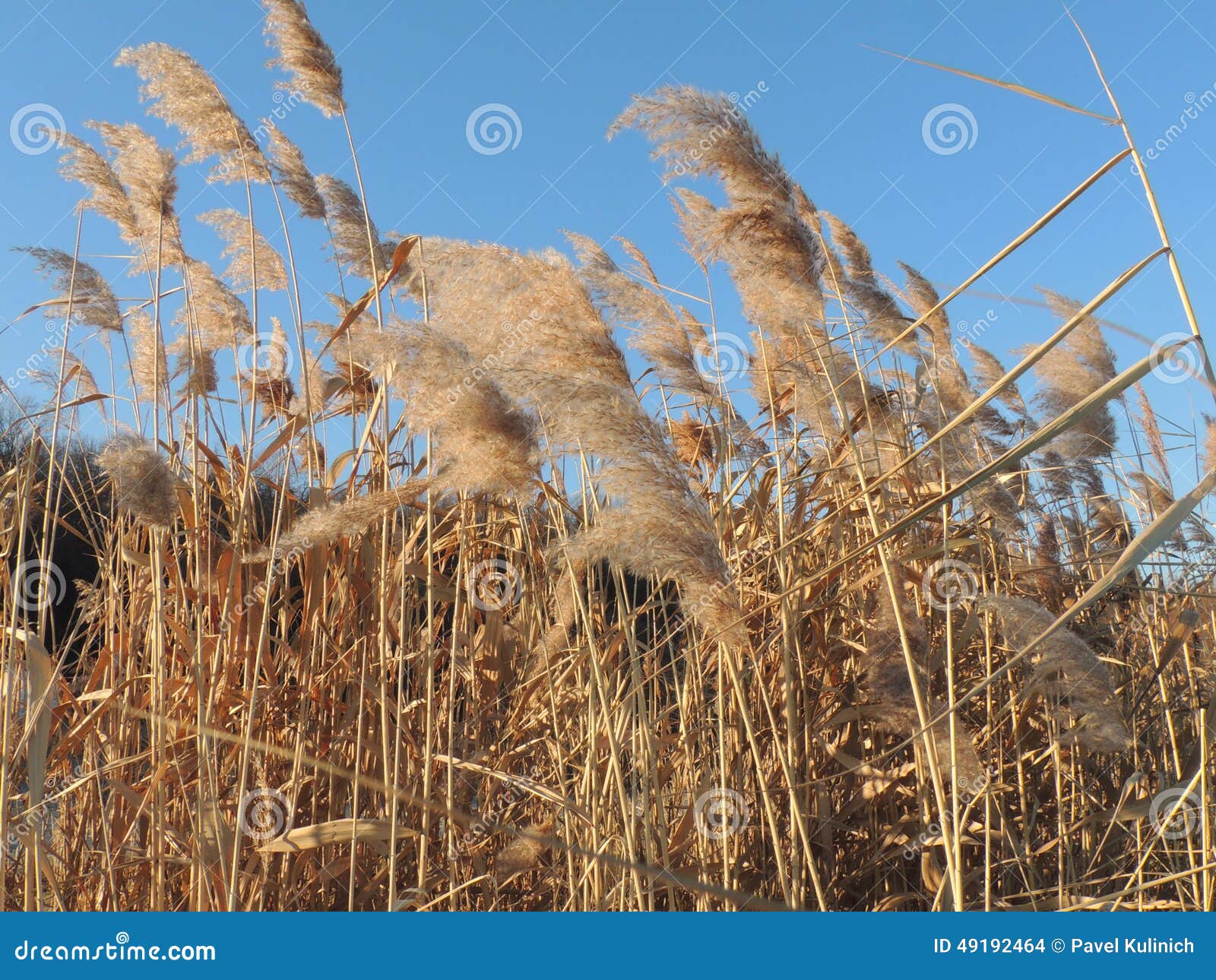 Le roseau commun photo stock. Image du botanique, nature - 49192464