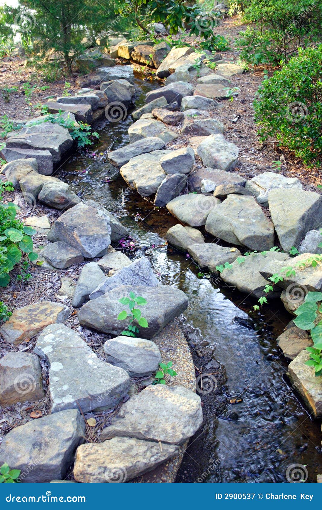 Le ruisseau de jardin image stock. Image du arbustes, nature - 2900537