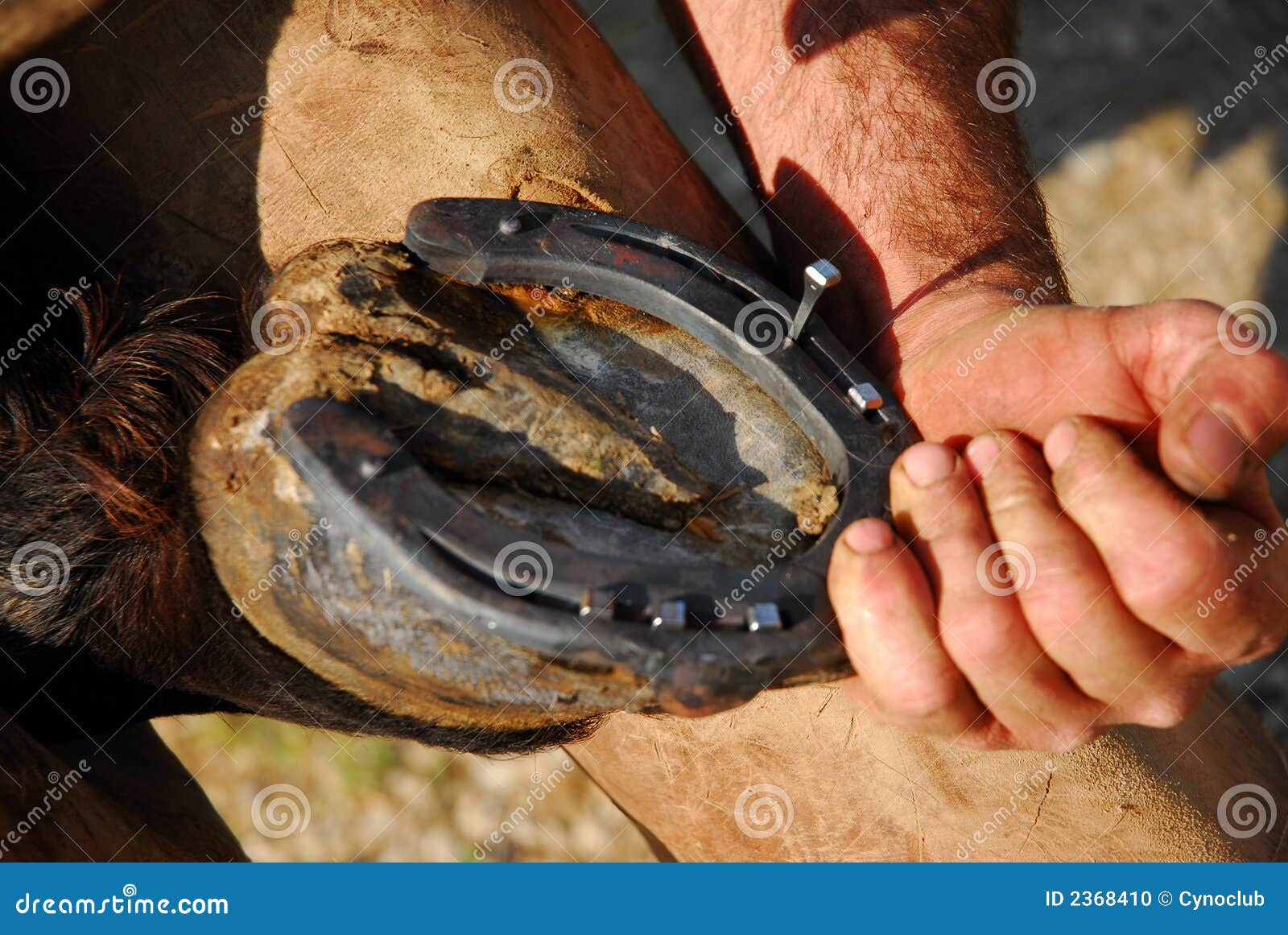 Le sabot du cheval photo stock. Image du poney, équitation - 2368410