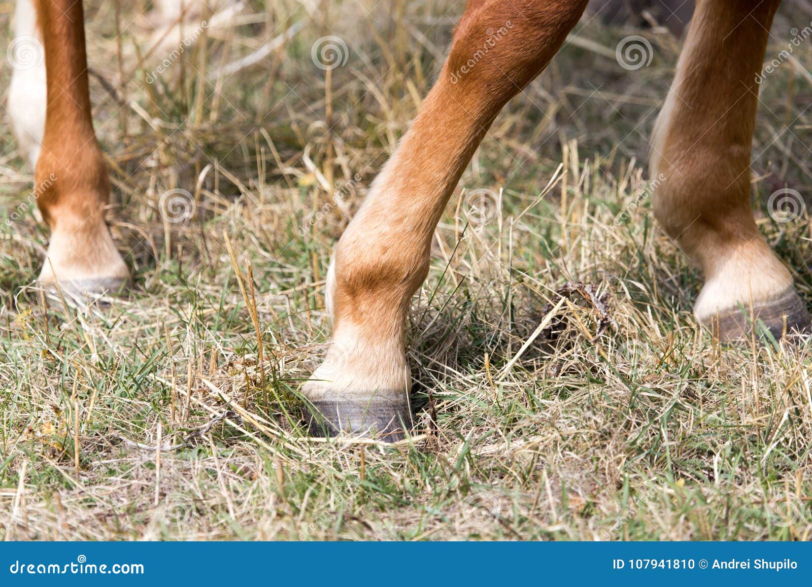 Le sabot du ` s de cheval photo stock. Image of vert - 107941810