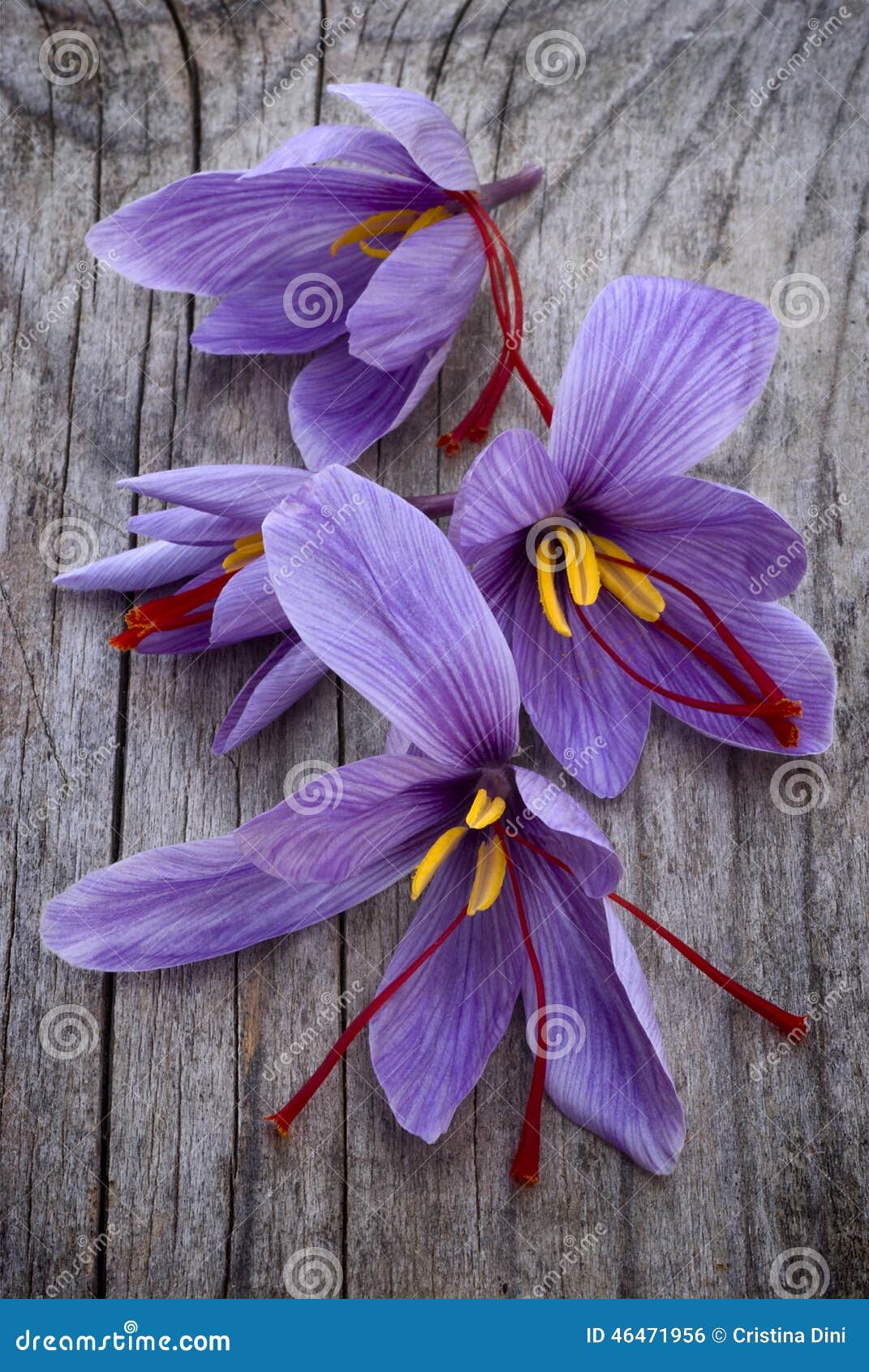 Le Safran Fleurit (le Crocus Sativus) Photo stock - Image du safran ...