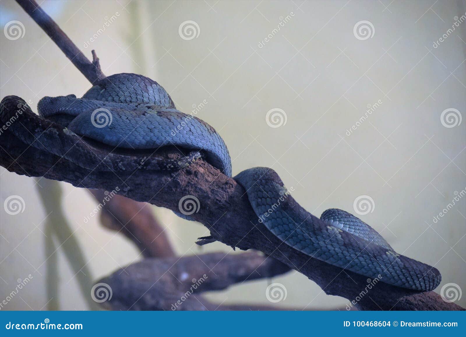 Serpent Bleu 2 Photos Stock - Téléchargez 9,610 Photos libres de droits