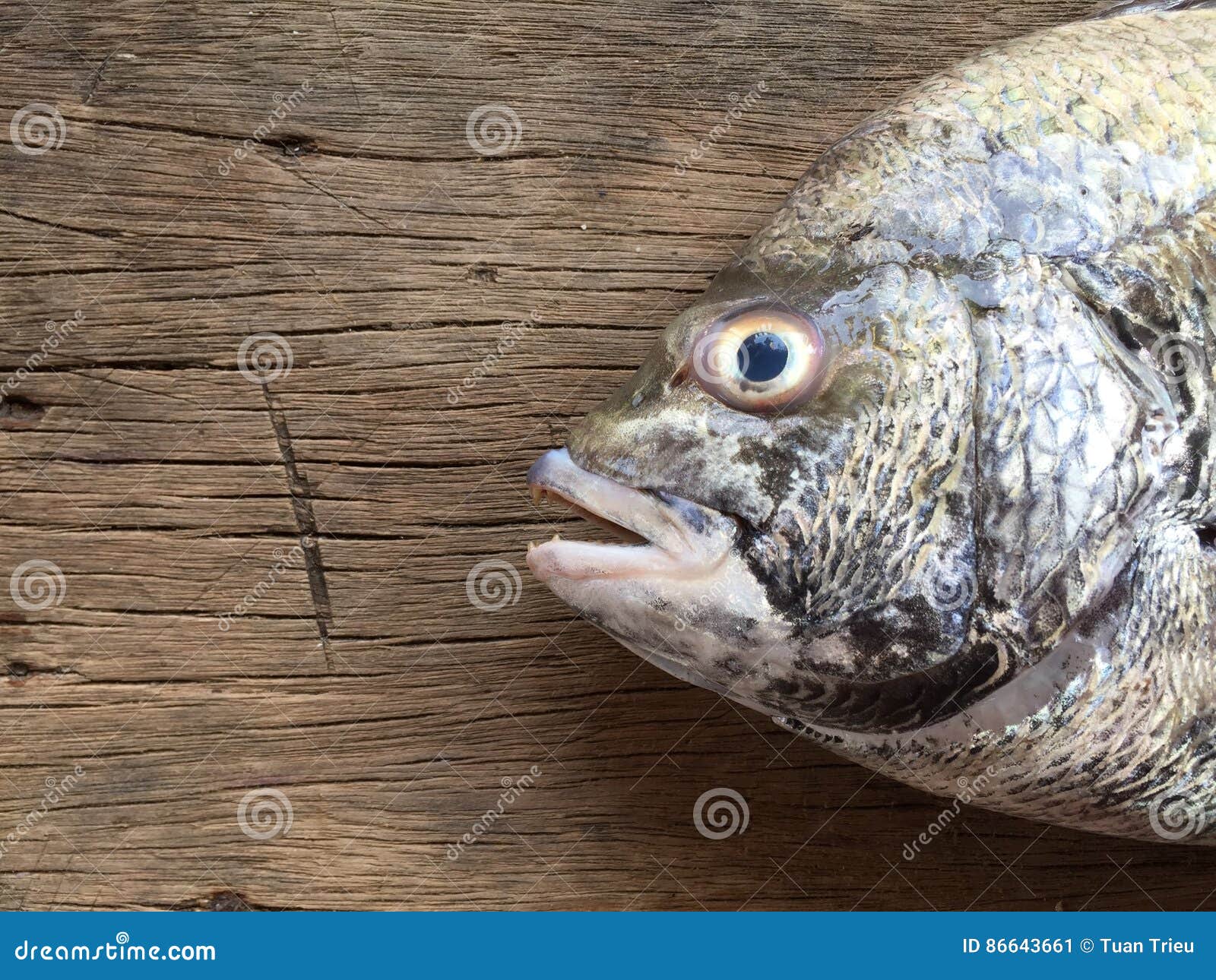 Le Sheepshead, Le Scup, Et La Daurade Rouge/noir, Commandant De Pagrus ...