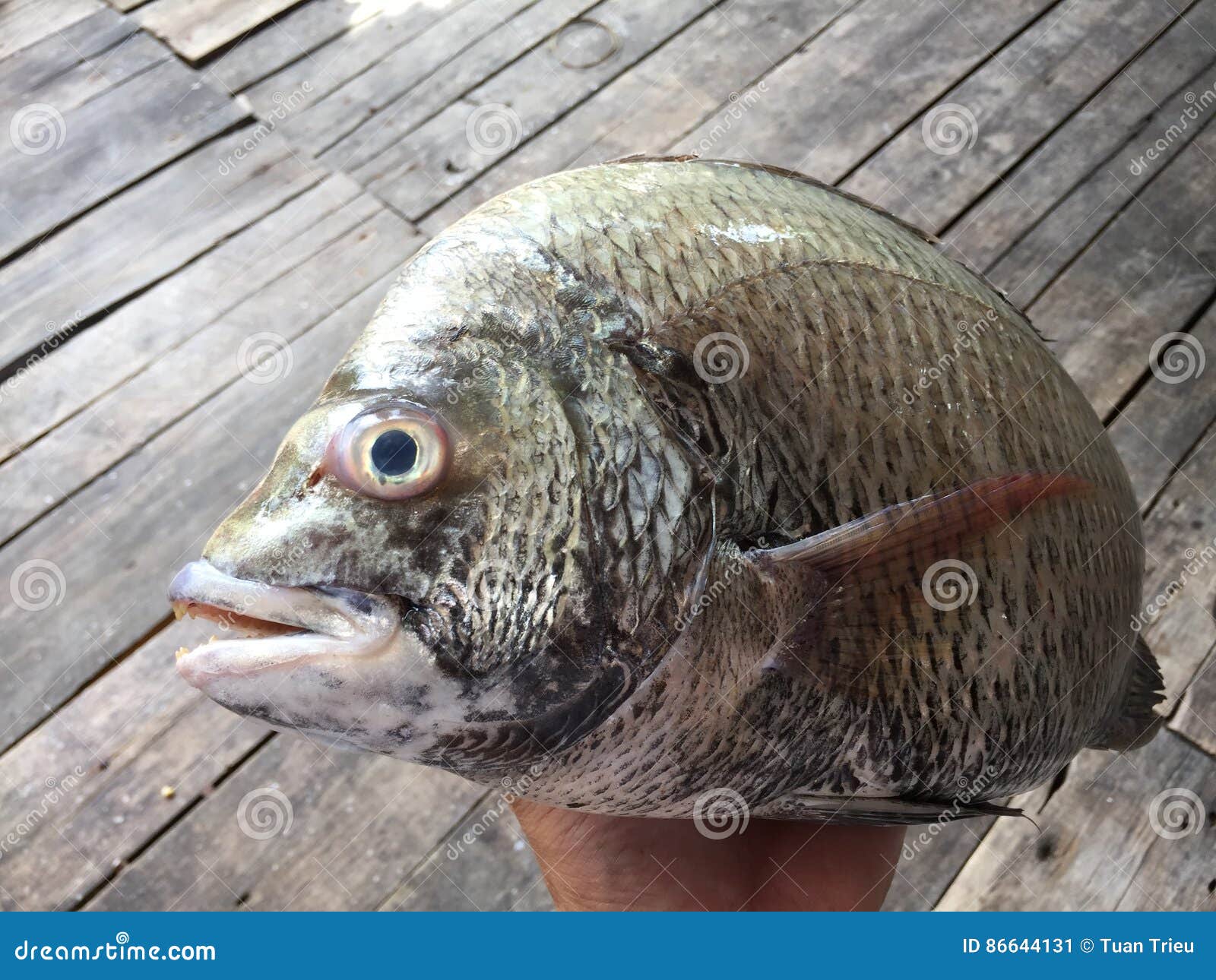 Le Sheepshead, Le Scup, Et La Daurade Rouge/noir, Commandant De Pagrus ...