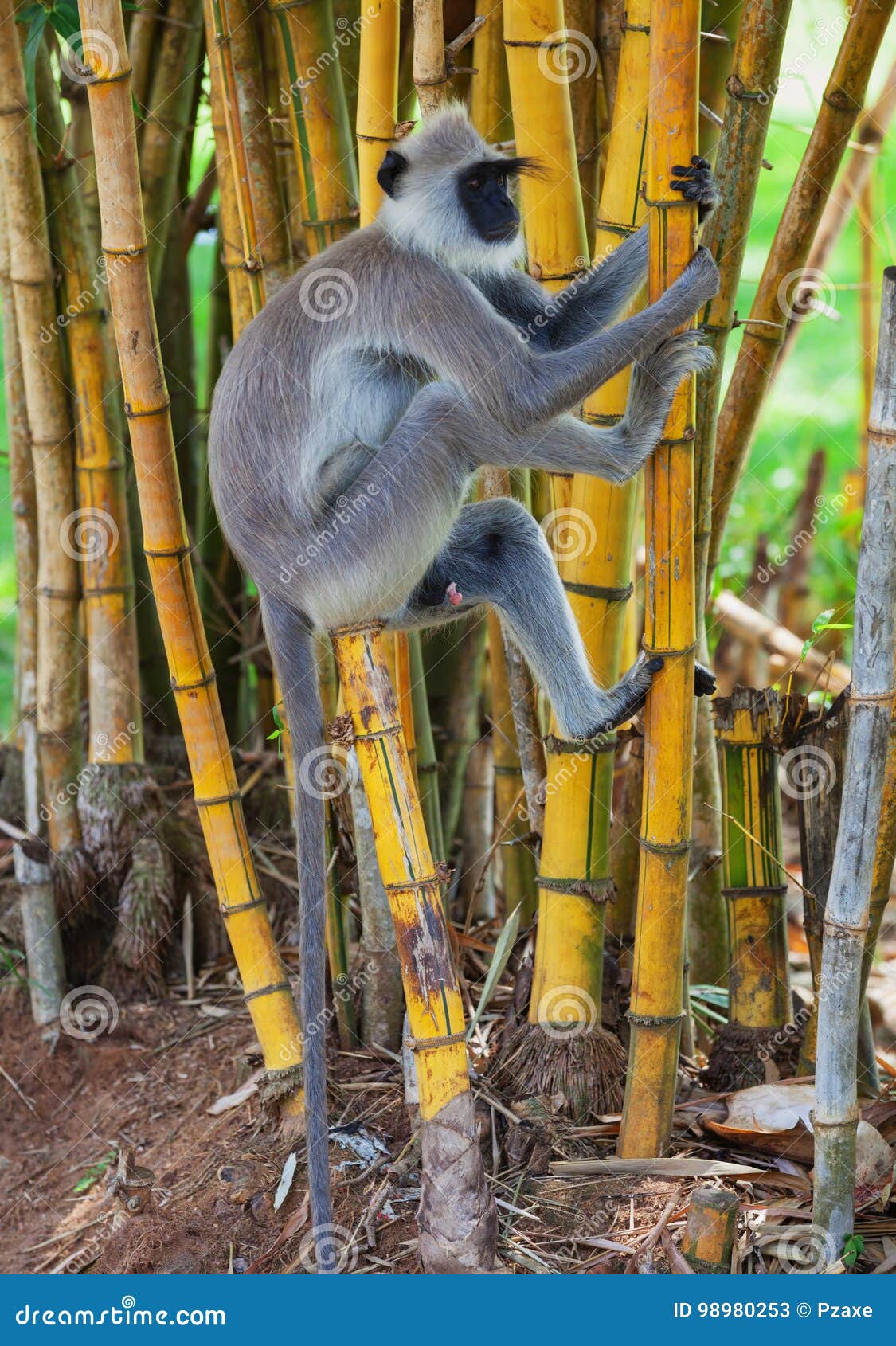 Photos de Le Singe Grimpe Un Arbre - Photos de stock gratuites et ...
