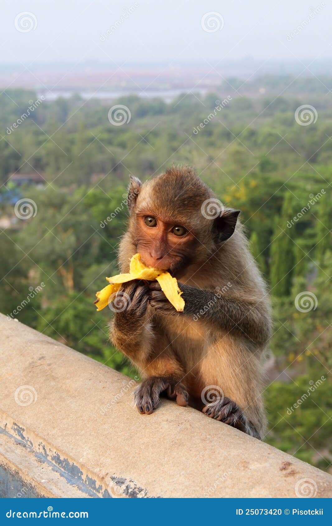 Le singe mange la banane photo stock. Image du regard - 25073420