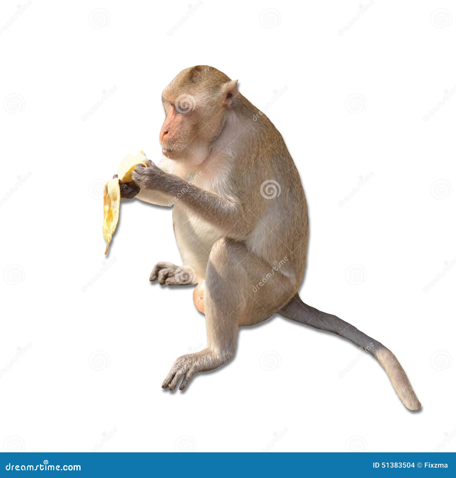 Le singe mange la banane photo stock. Image du petit - 51383504