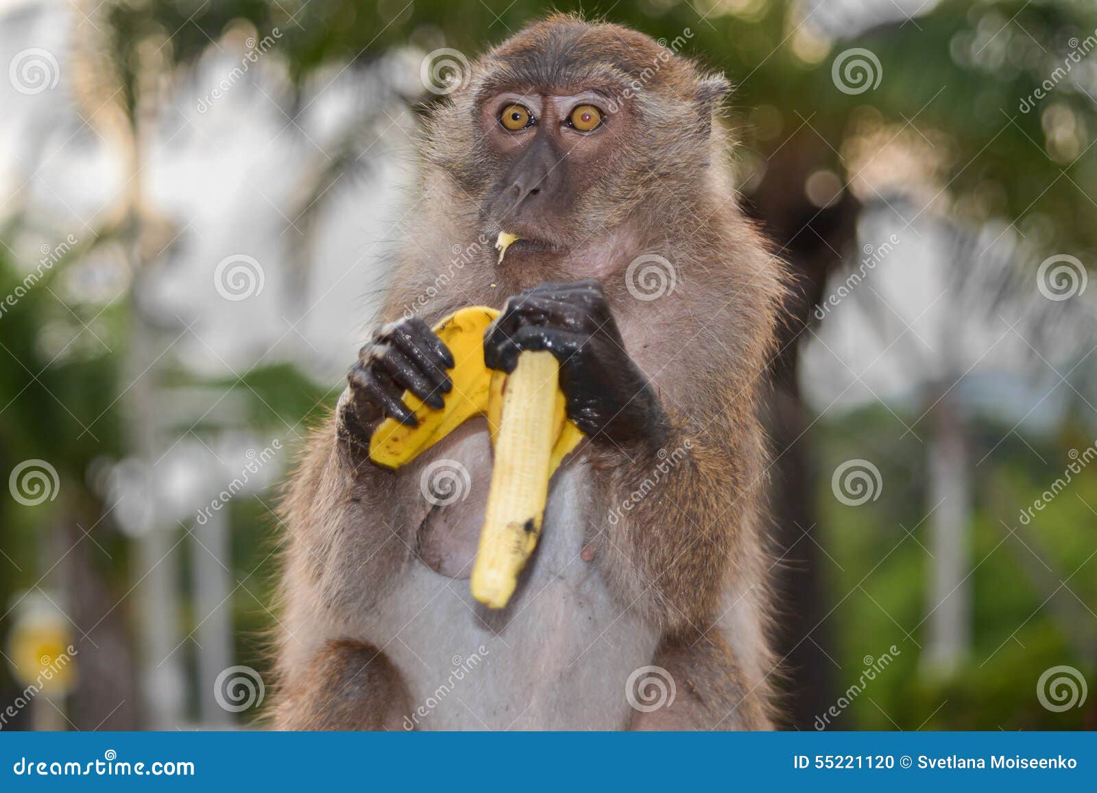 Le singe mangent la banane photo stock. Image du macaque - 55221120
