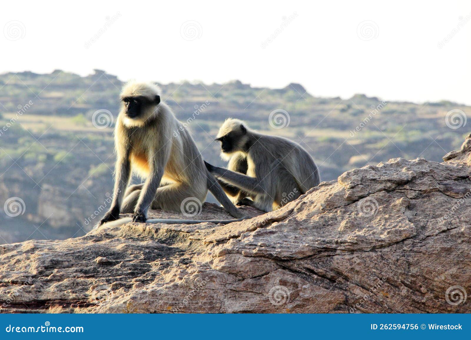 Le Singe Ramassant Des Poux Du Corps De Son Compagnon Photo stock ...