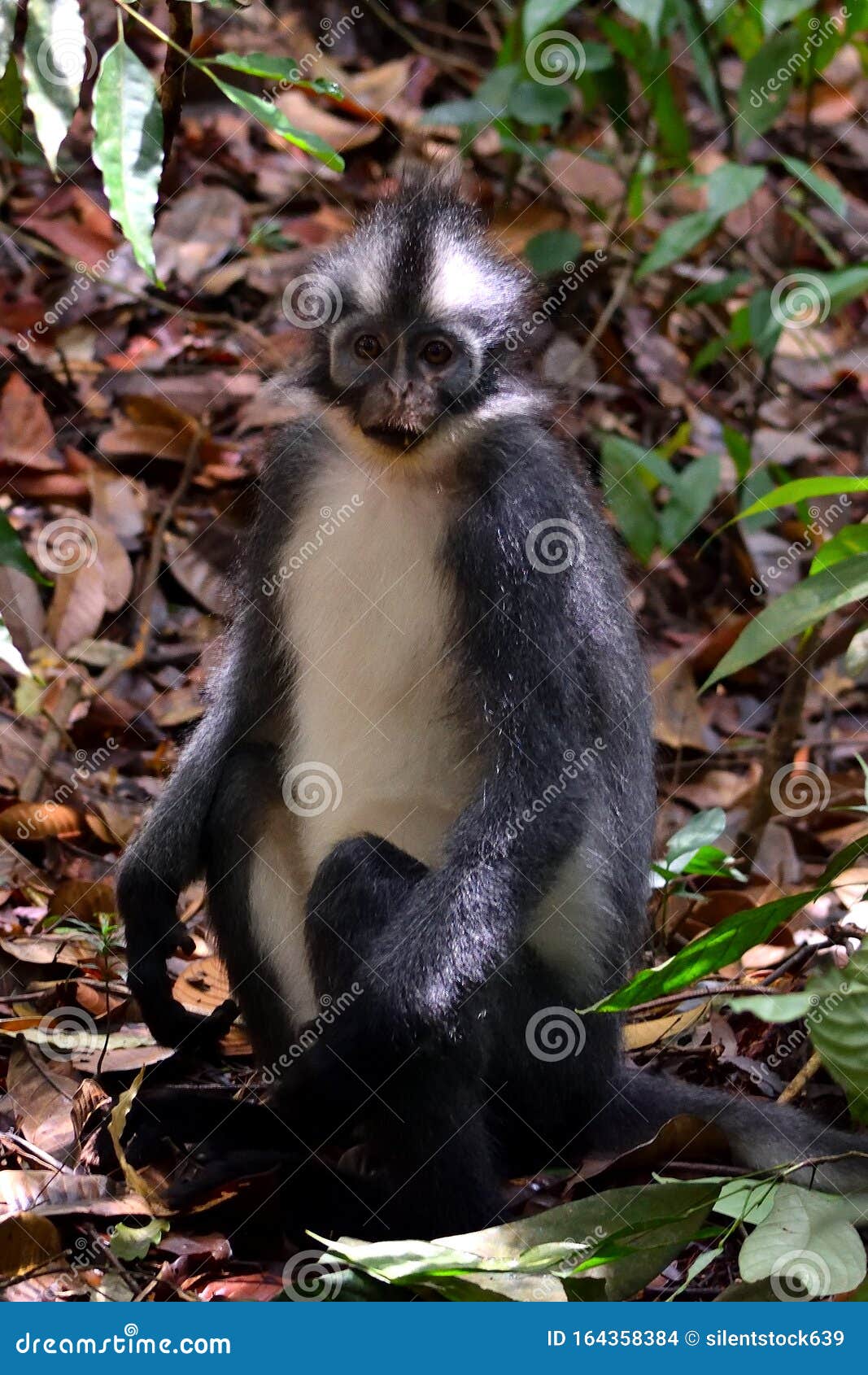 Le Singe Thomas Leaf Du Parc National Gunung Leuser Photo stock - Image ...