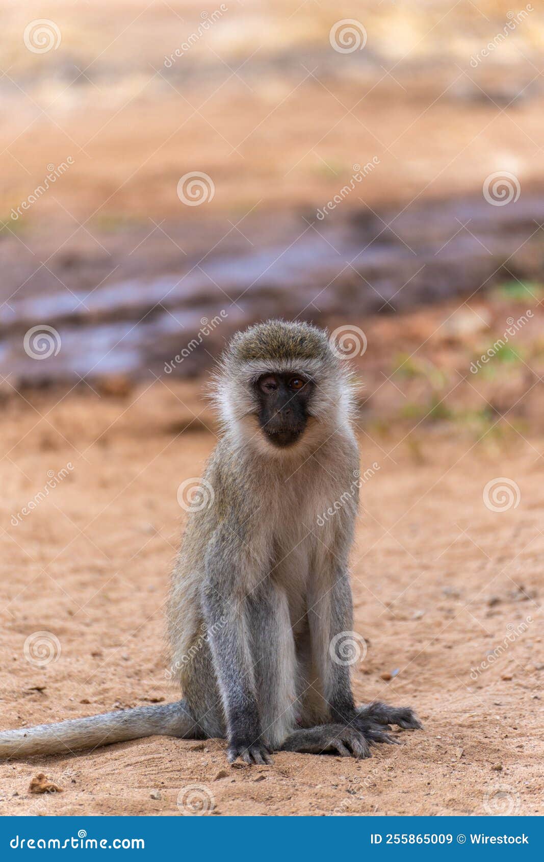 Le Singe Vert Chlorocebus Sabaeus Aussi Connu Sous Le Nom De Singe ...