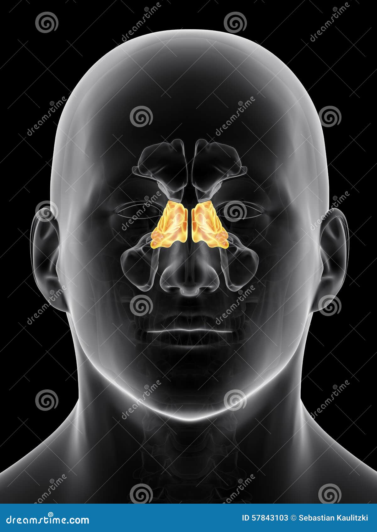 Le sinus ethmoïde illustration stock. Illustration du biomédicale ...
