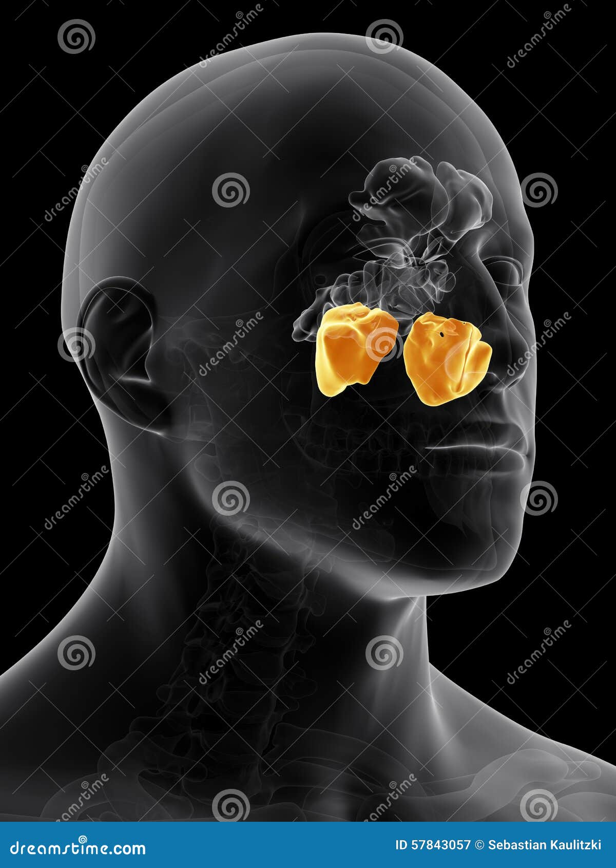 Le sinus maxillaire illustration stock. Illustration du rendu - 57843057