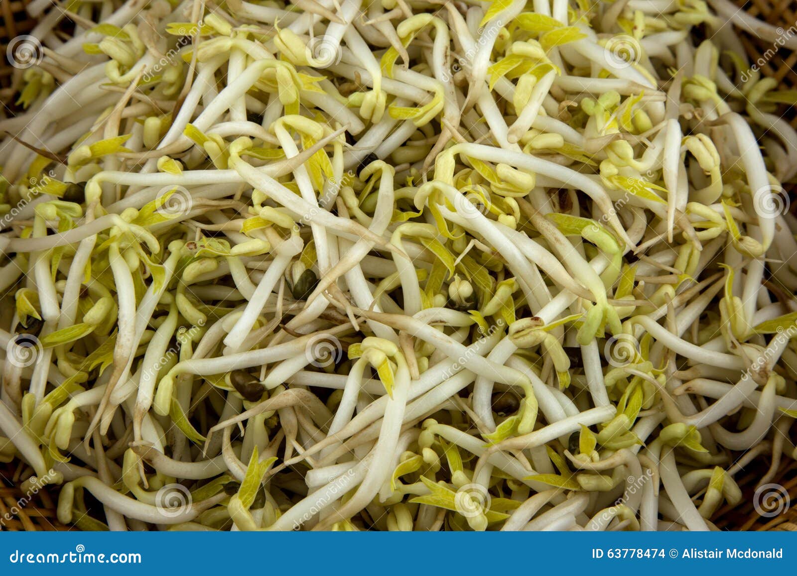 Le soja frais Bean Shoots photo stock. Image du sain - 63778474