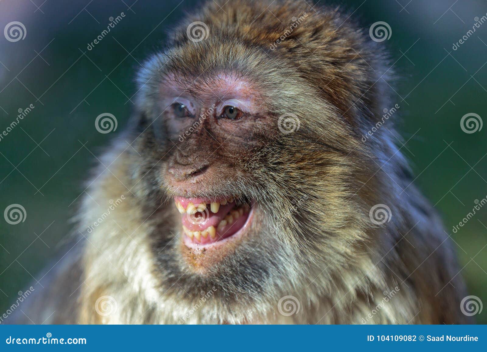 Le Sourire Du Singe, Le Sylvanus De Macaca De Macaque De Barbarie Photo ...