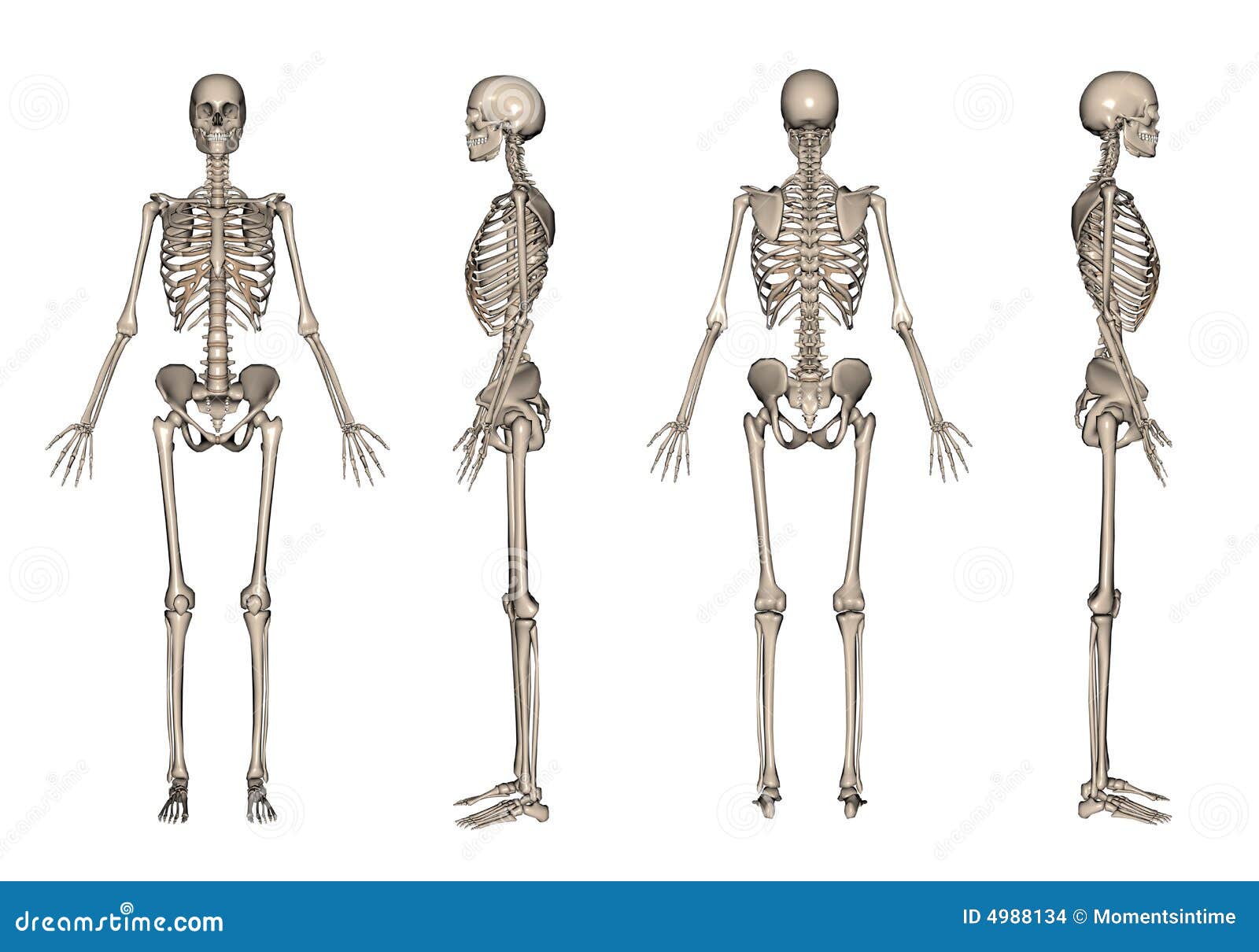 Le squelette 3D rendent illustration stock. Illustration du homme - 4988134