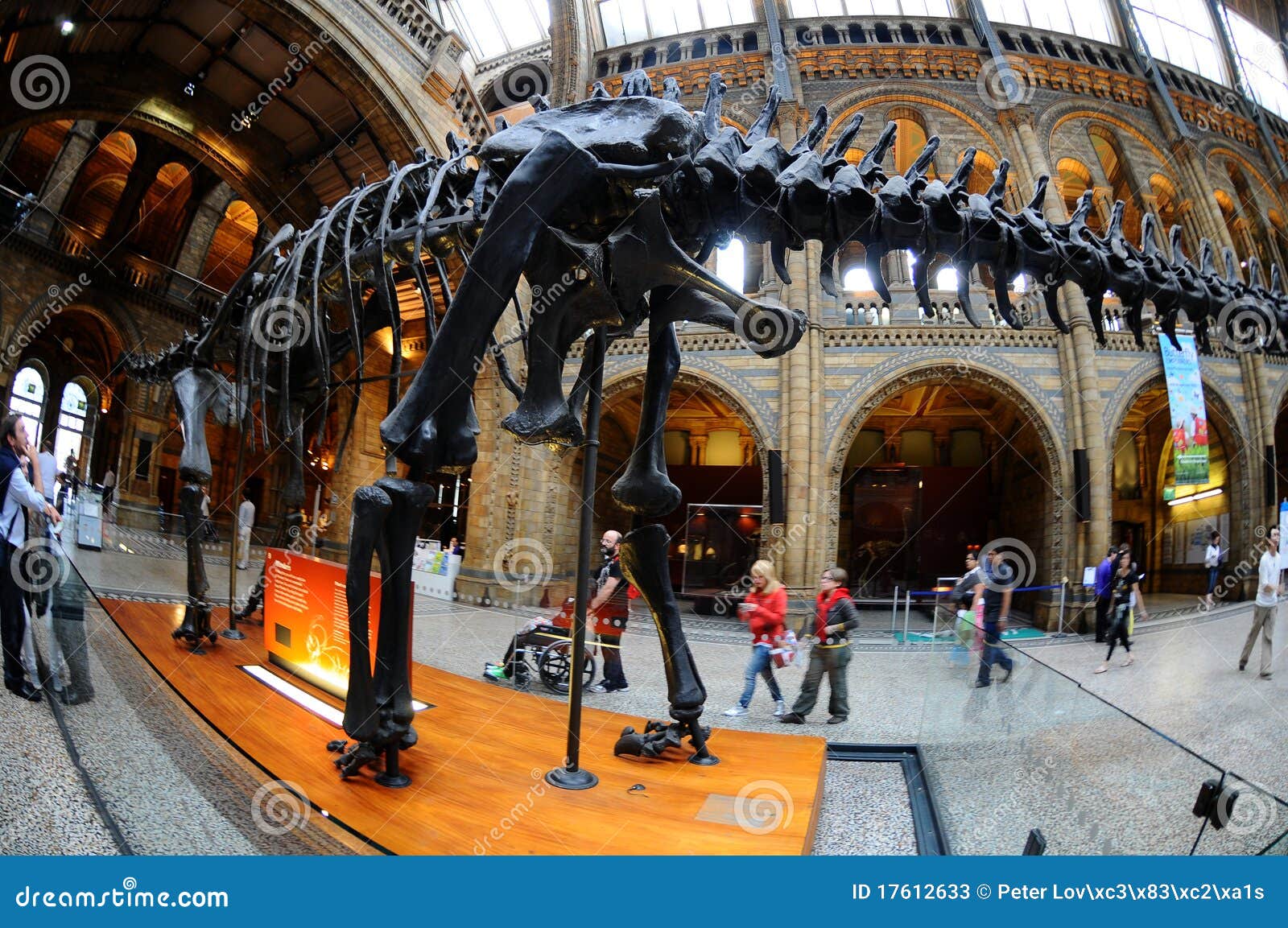Le Squelette De Brontosaurus, Le Pivot Du Musée Photo stock éditorial ...