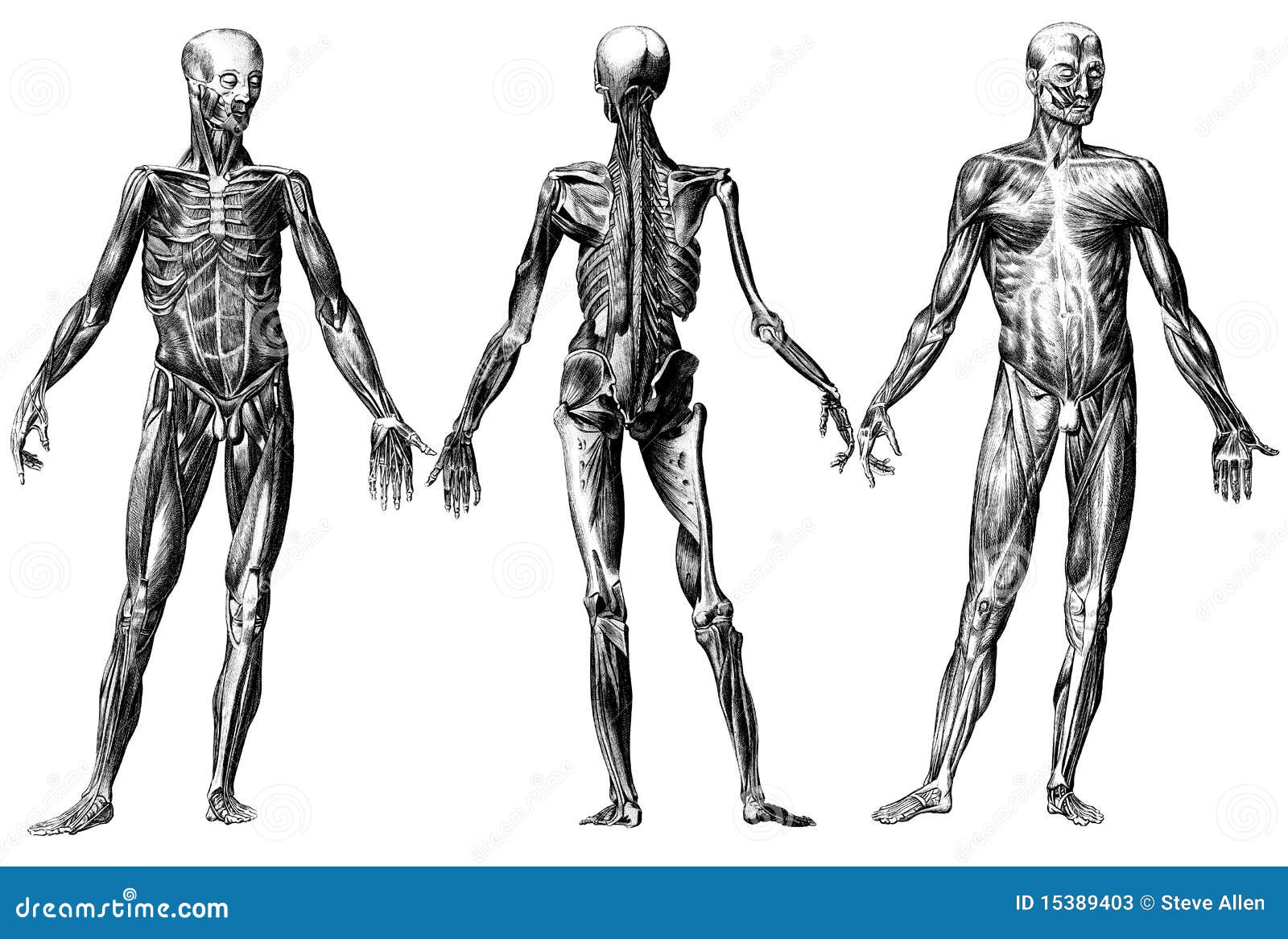 Le Squelette Et Les Muscles Humains Illustration Stock - Illustration ...