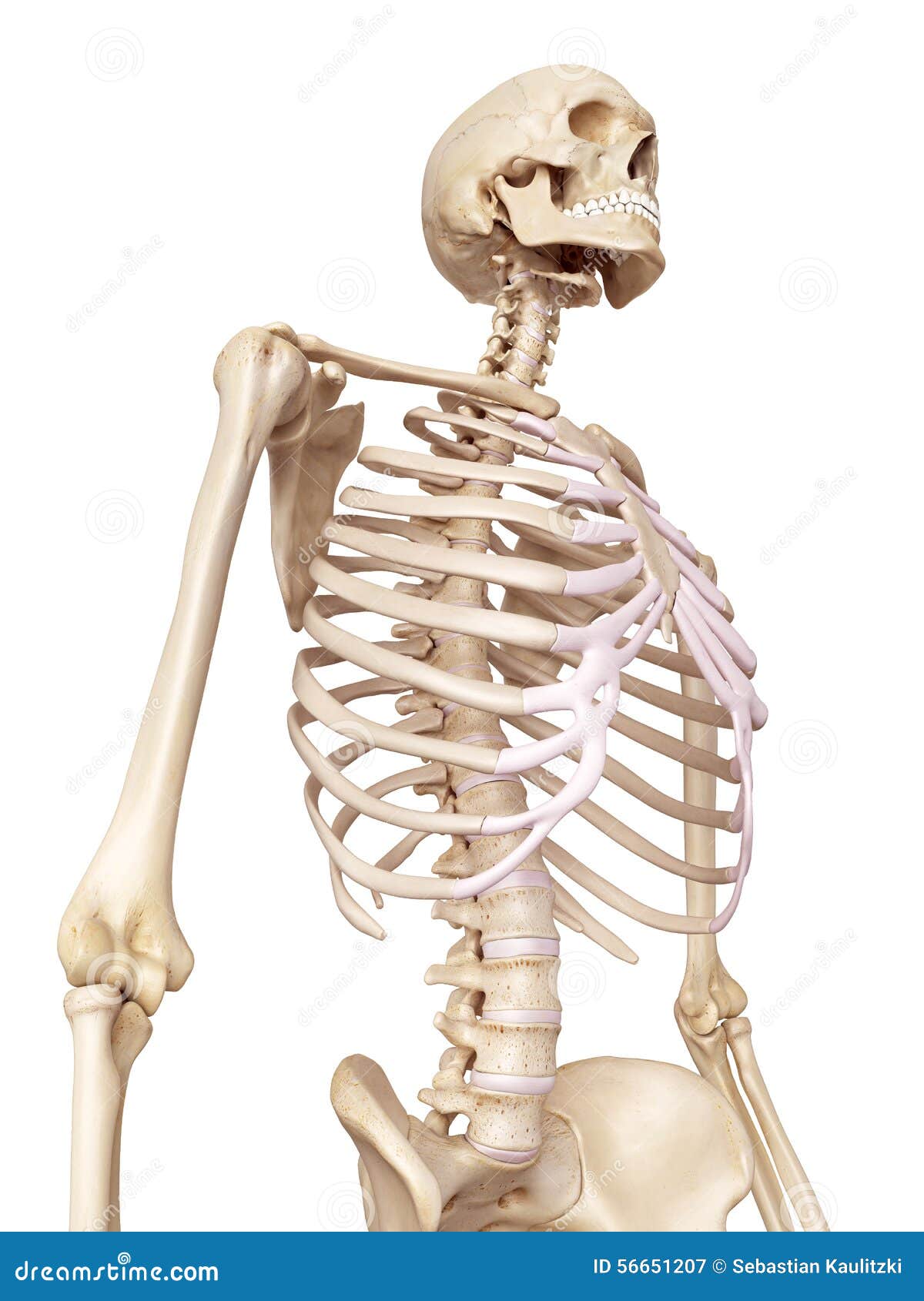 Le squelette humain illustration stock. Illustration du précis - 56651207