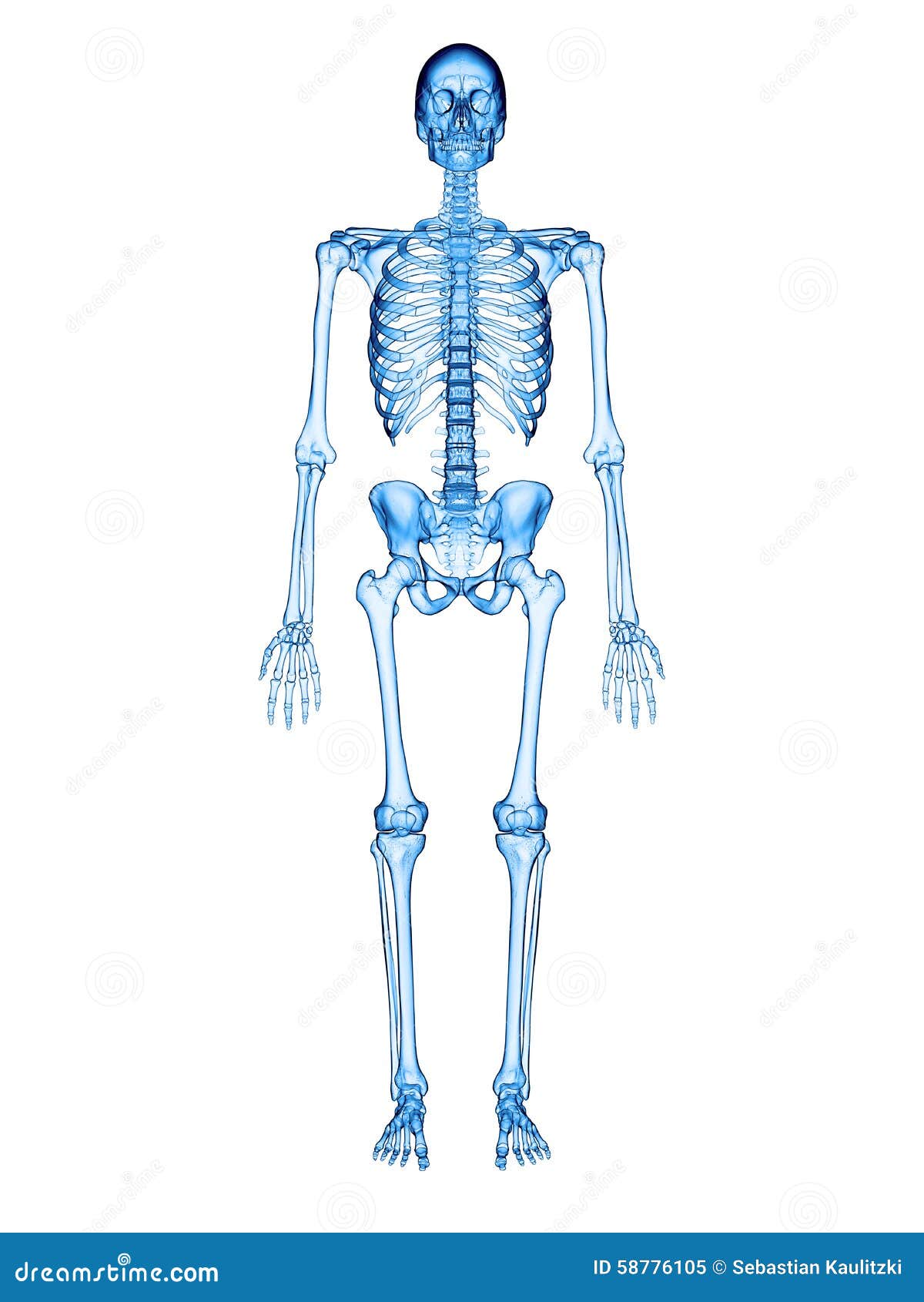 Le squelette humain illustration stock. Illustration du transparence ...