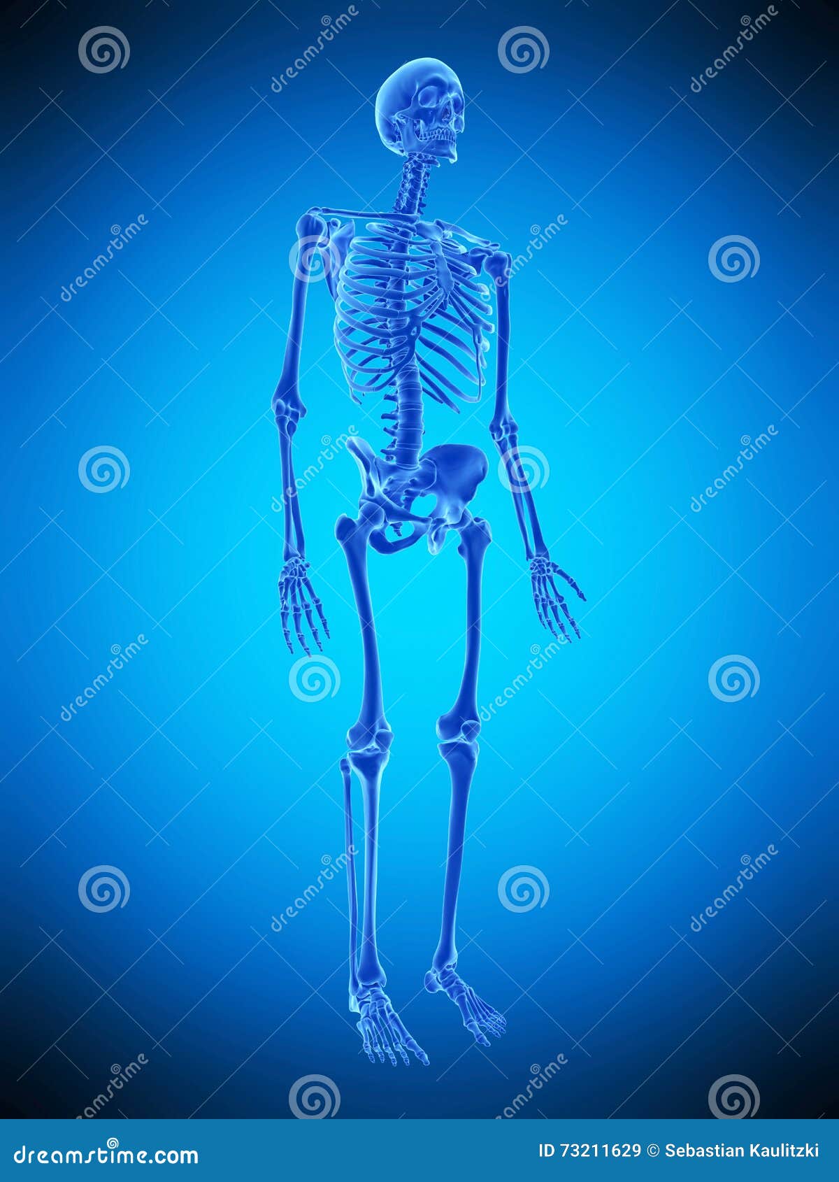 Le squelette humain illustration stock. Illustration du crâne - 73211629