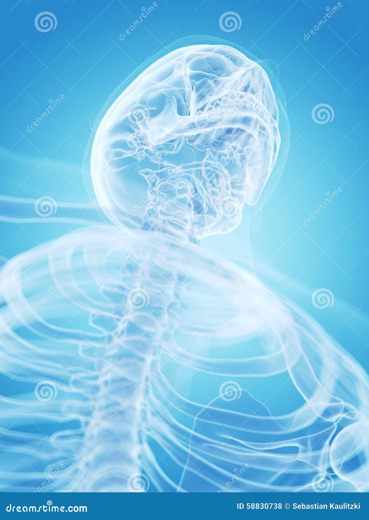 Le Squelette Humain - Le Thorax Illustration Stock - Illustration du ...