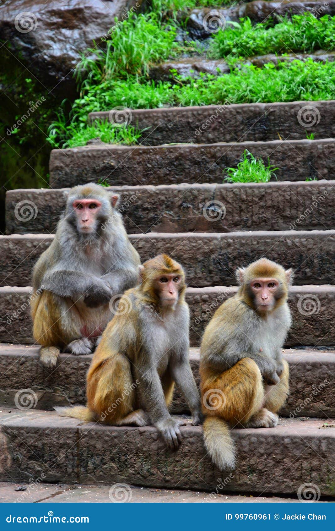 Le tre scimmie adorabili immagine stock. Immagine di volontà - 99760961