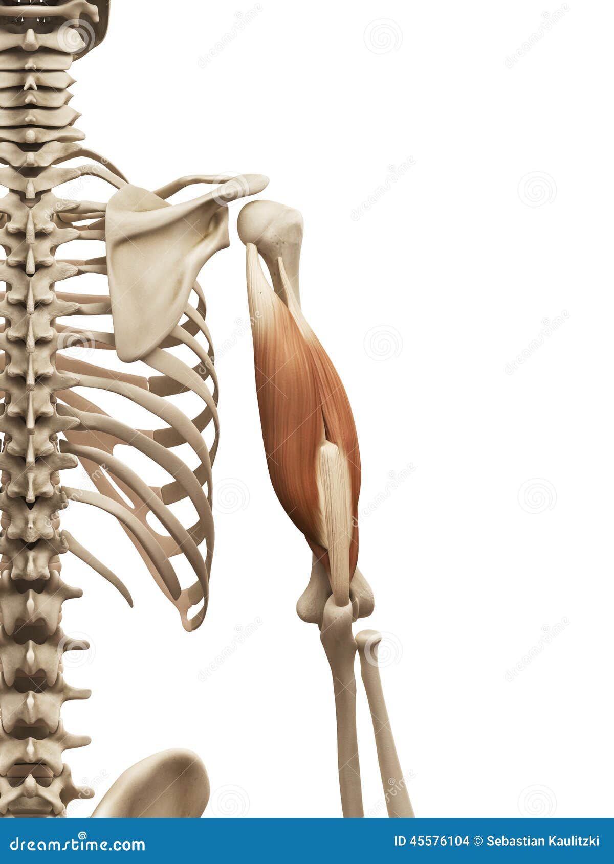 Le triceps illustration stock. Illustration du blanc - 45576104