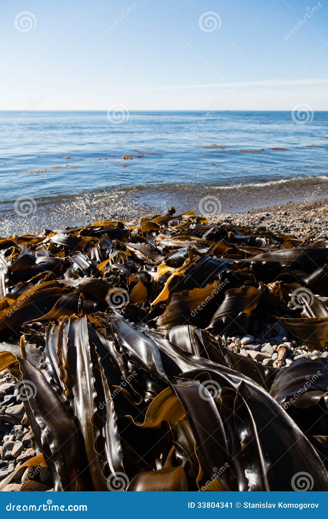 Le Varech D'algue Est Sur Le Bord De La Mer Image stock - Image du ...