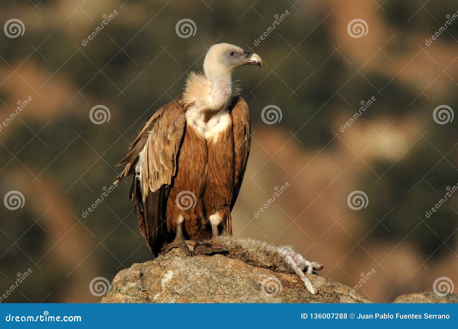 Le Vautour De Griffon Pose Avec Un Lapin Sur Une Pierre Photo stock ...