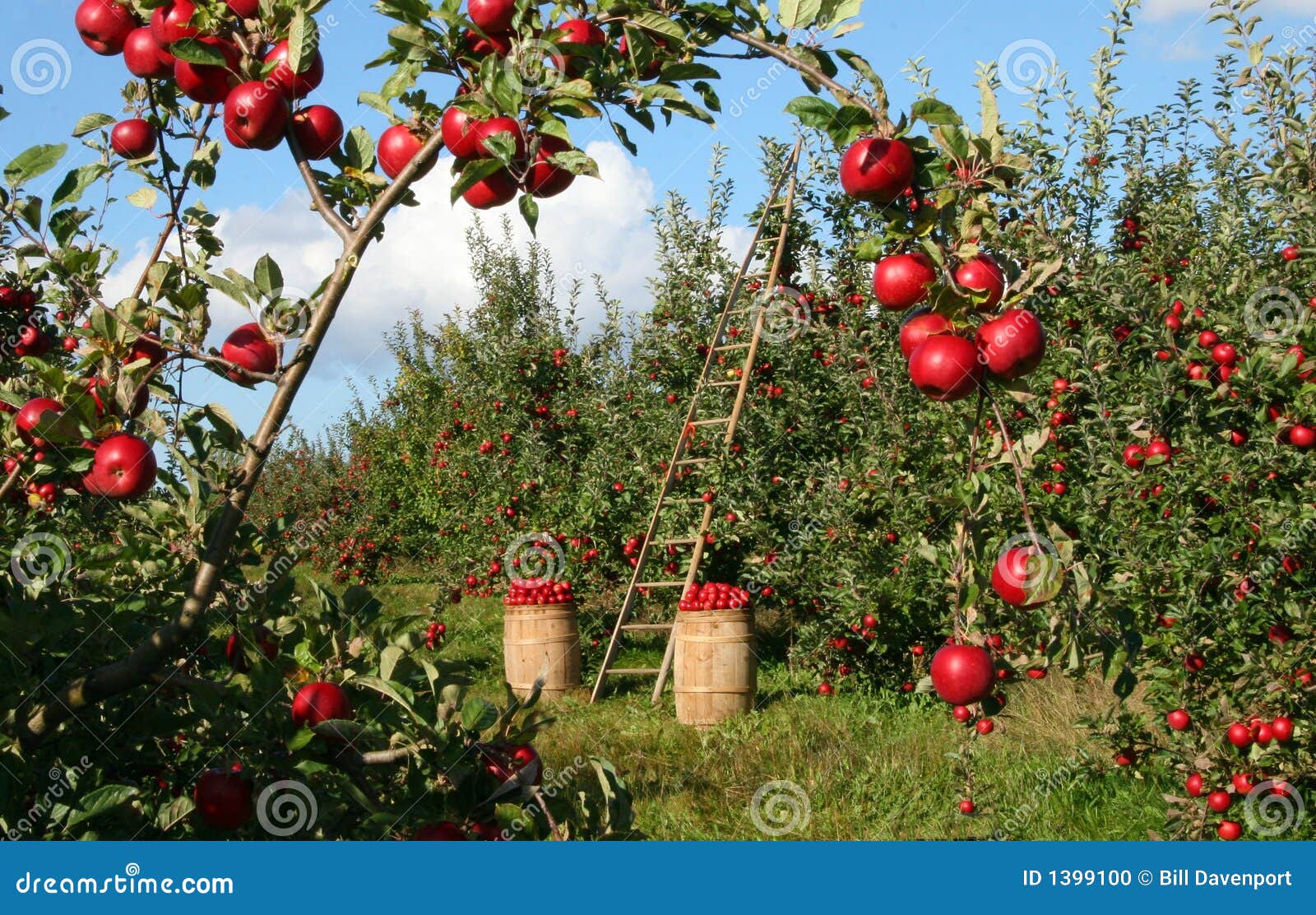 Le verger photo stock. Image du baril, thanksgiving, arbre - 1399100