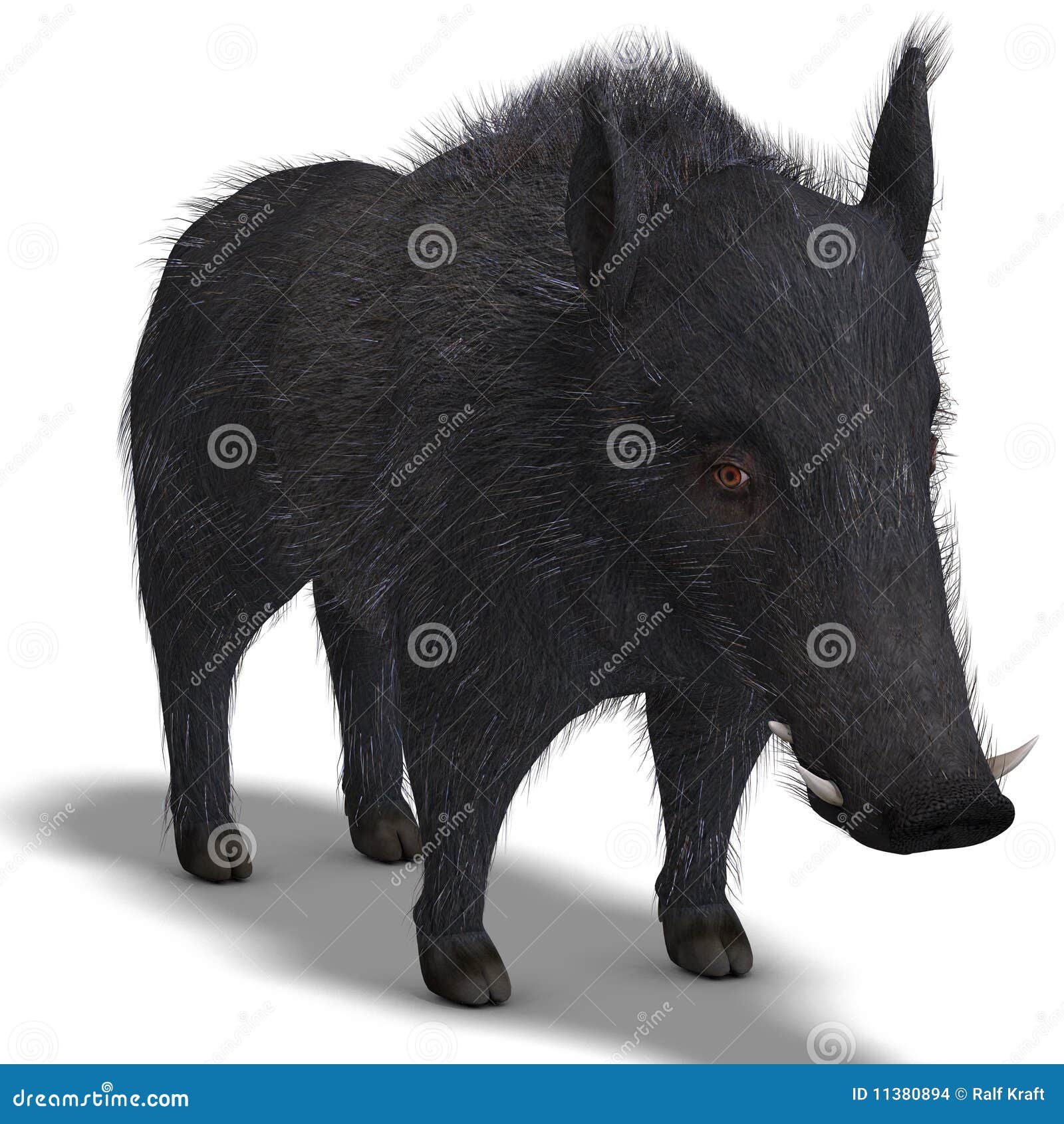 Le Verrat Noir Dangereux Raide-se Raidit Illustration Stock ...