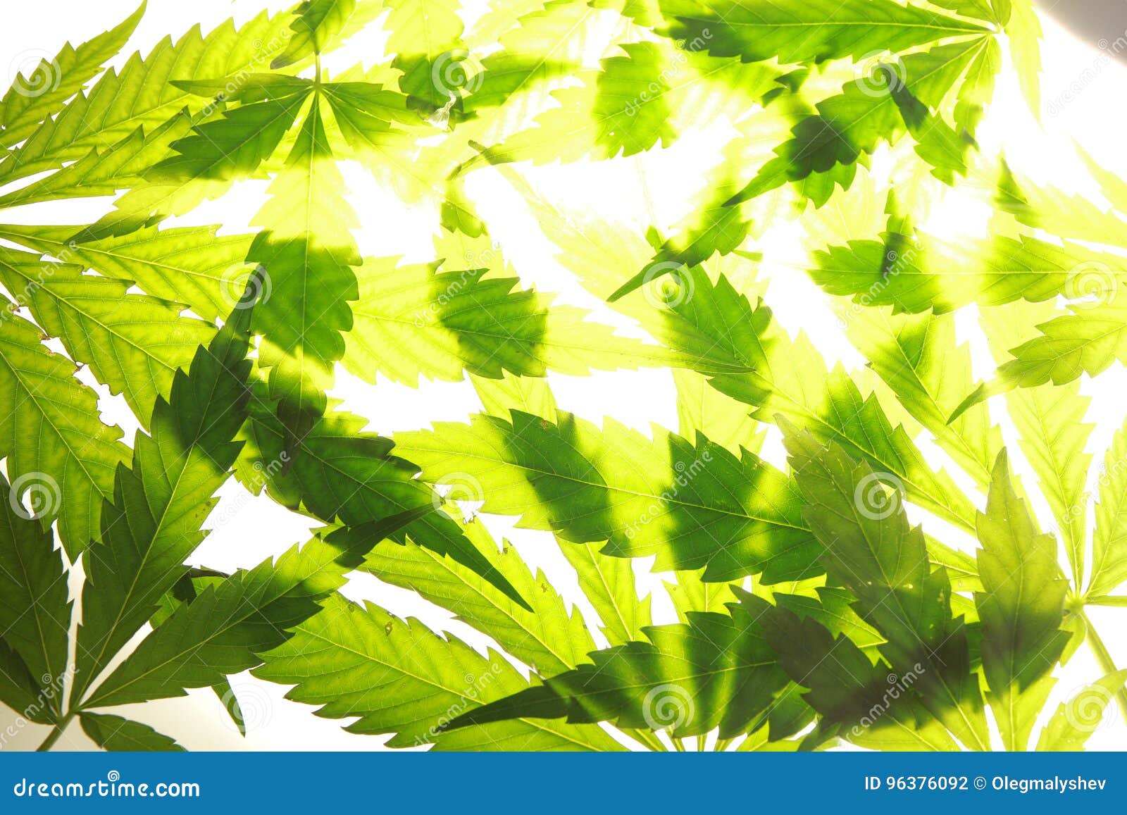 Le Vert De Feuille De Cannabis Laisse Le Chanvre De Marijuana Photo ...