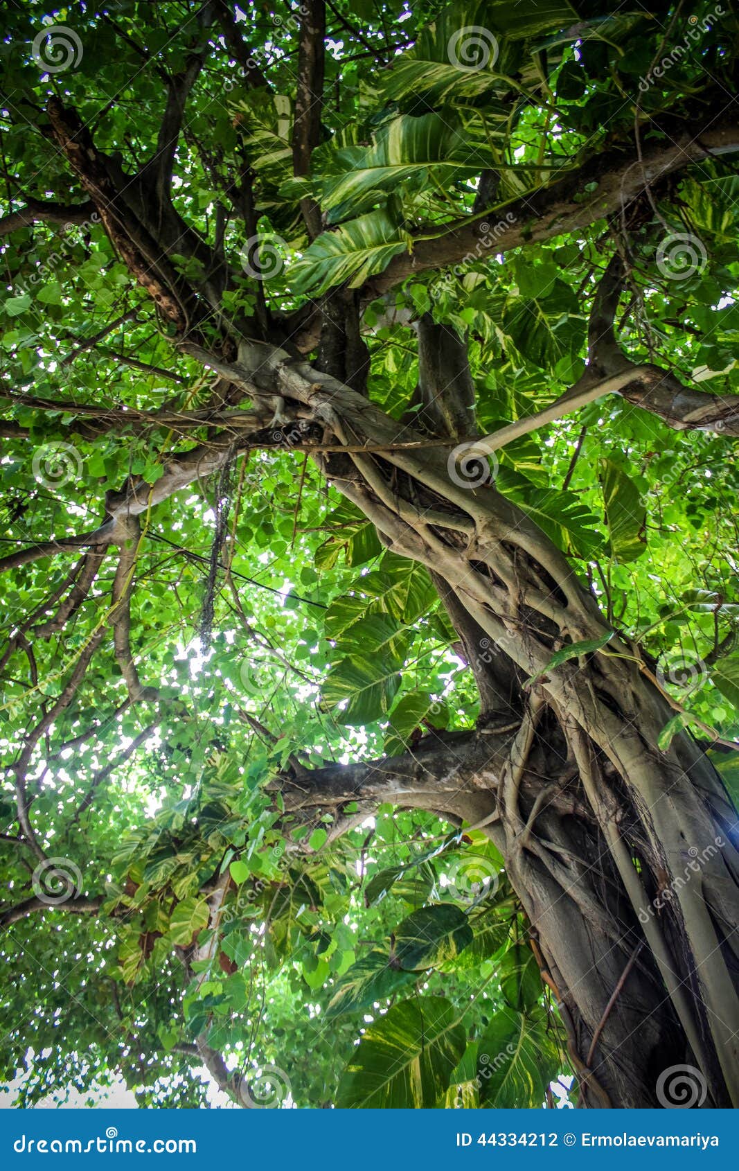 Le Vert Laisse La Texture Bel Arbre Vert Photo stock - Image of ...