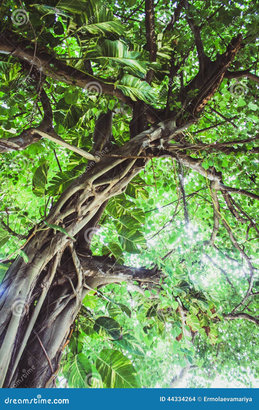 Le Vert Laisse La Texture Bel Arbre Vert Photo stock - Image du nature ...