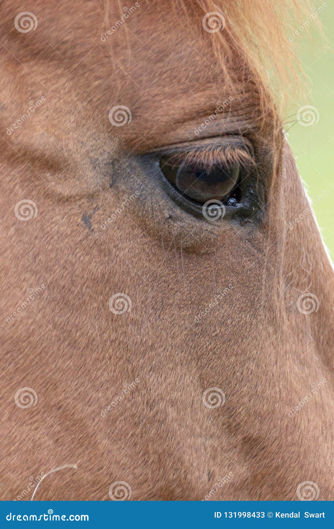 Le Visage De Chevaux De Front of a Image stock - Image du équitation ...
