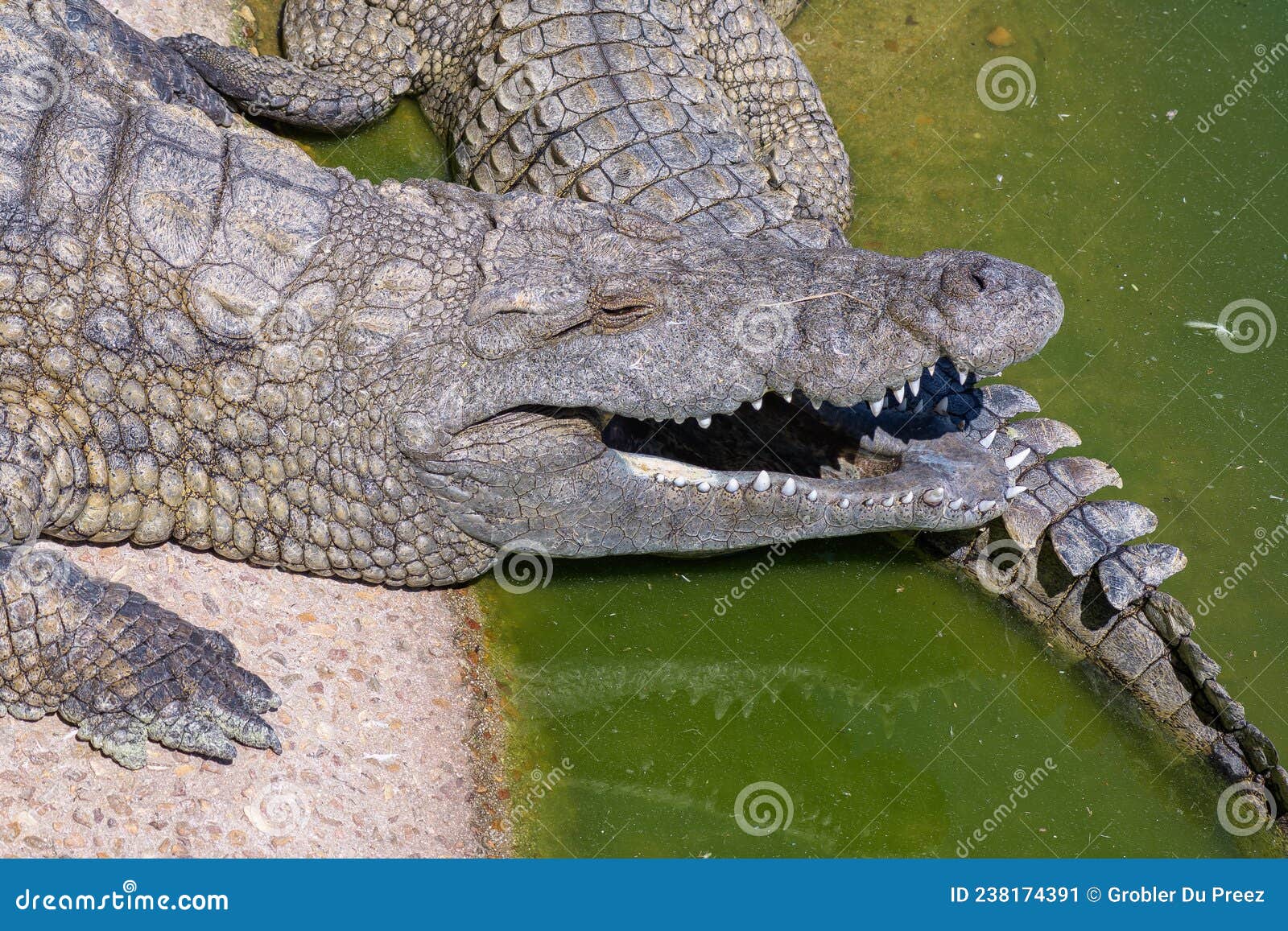 Le Visage Et La Queue D'un Crocodile Nil Image stock - Image du ...