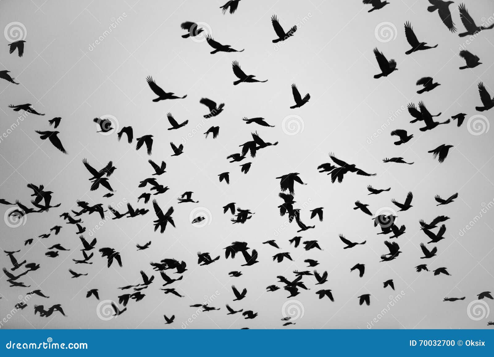 Le vol d'oiseau photo stock. Image du oiseau, croisement - 70032700