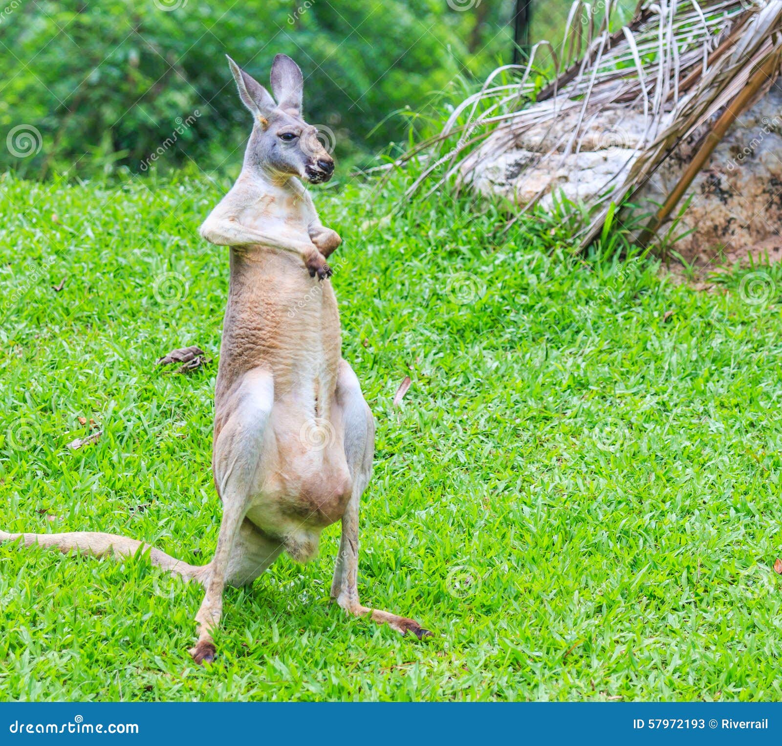 Le Wallaby Ou Le Kangourou Rouge De Bennet Image stock - Image du ...