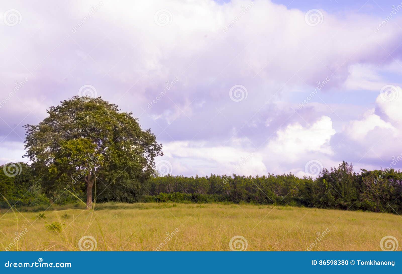 Lea Evening Sunsets with Tree. Stock Photo - Image of scene, beautiful ...