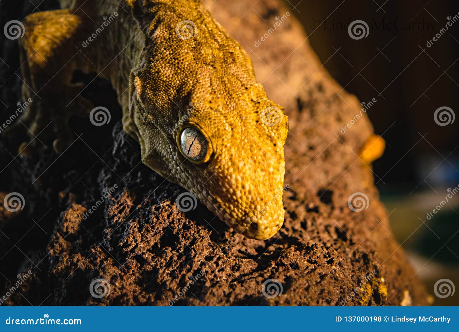 Leachie gecko stock photo. Image of lizard, close, gecko - 137000198