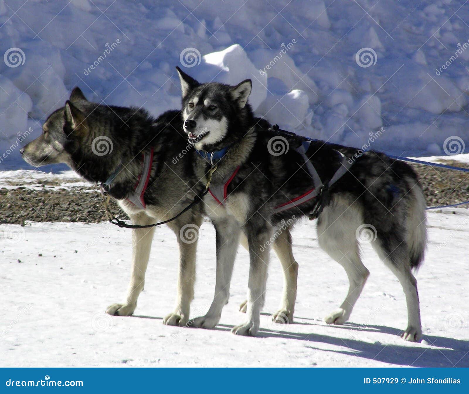 Lead Dogs stock image. Image of racing, leadership, beauty - 507929