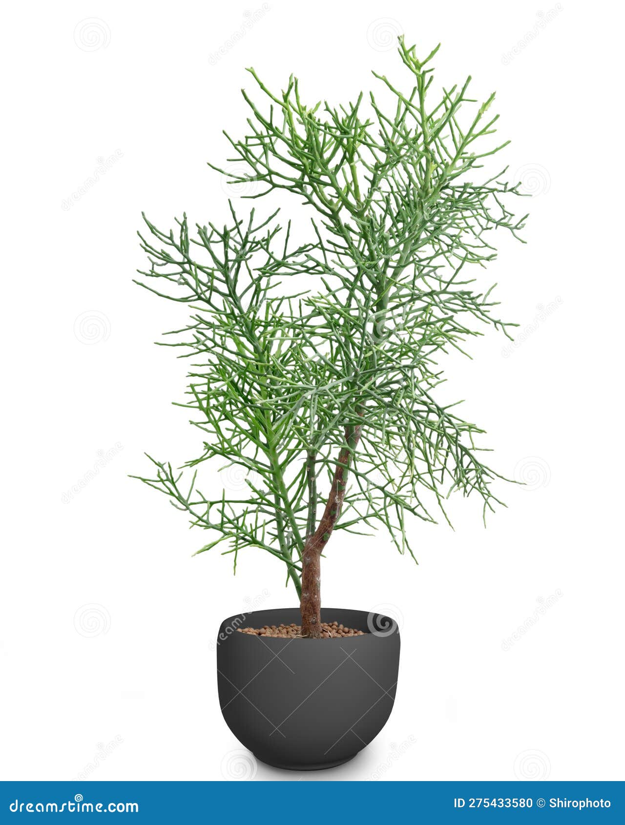 Lead Tree, Horse Tamarind A Small Fast Growing Plant Stock Photo ...