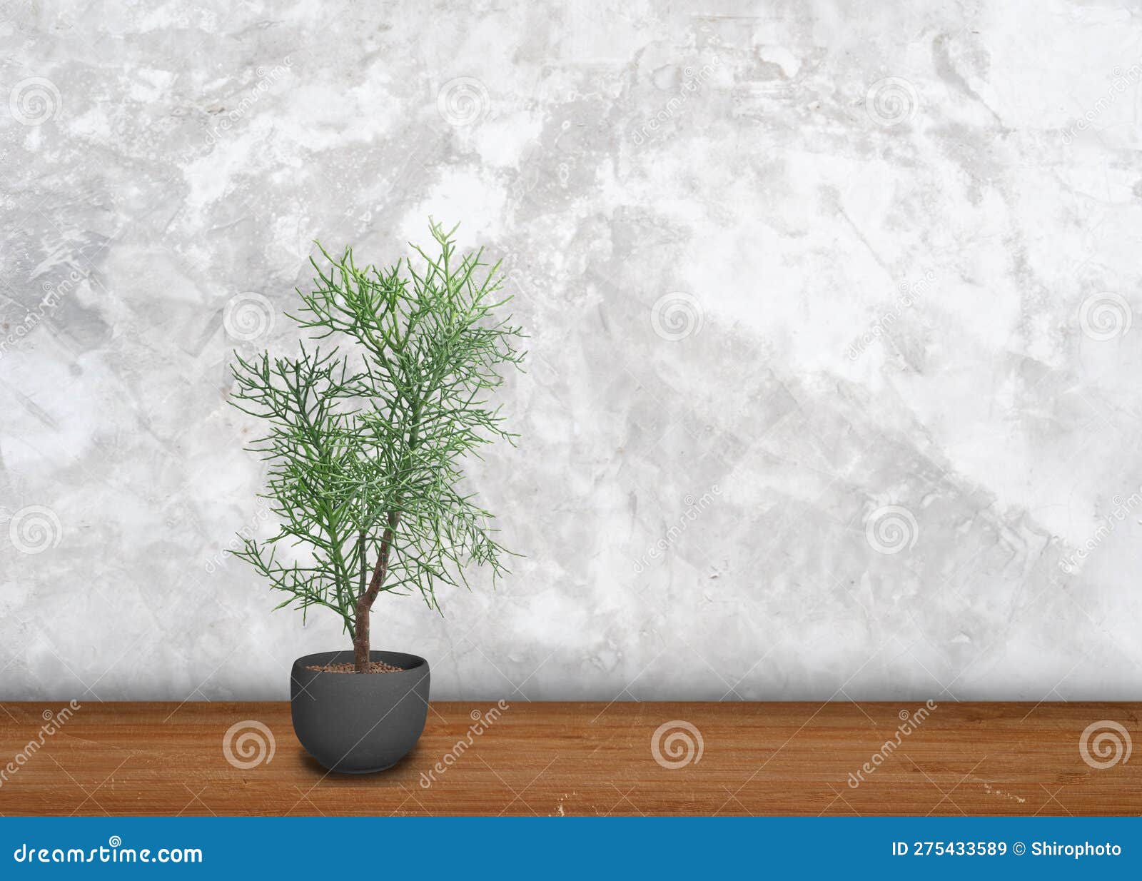 Lead Tree, Horse Tamarind A Small Fast Growing Plant Royalty-Free Stock ...