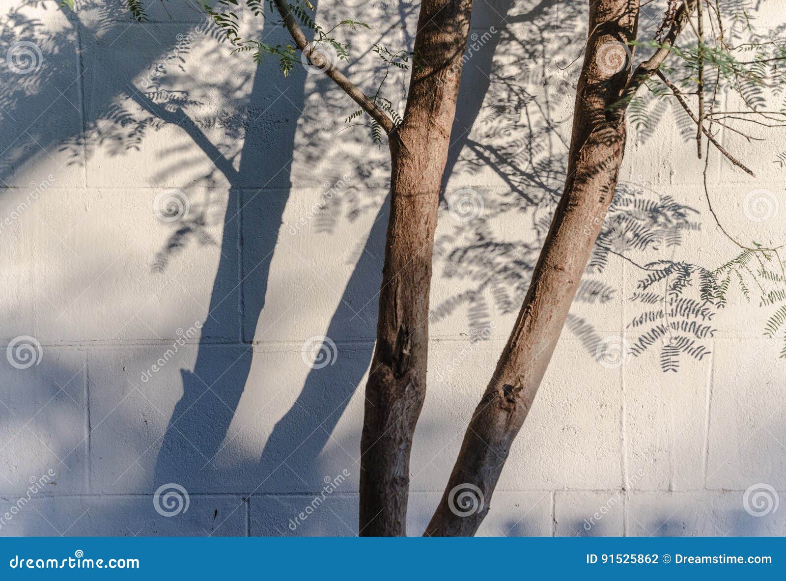 Lead Tree, Horse Tamarind A Small Fast Growing Plant Stock Photo ...