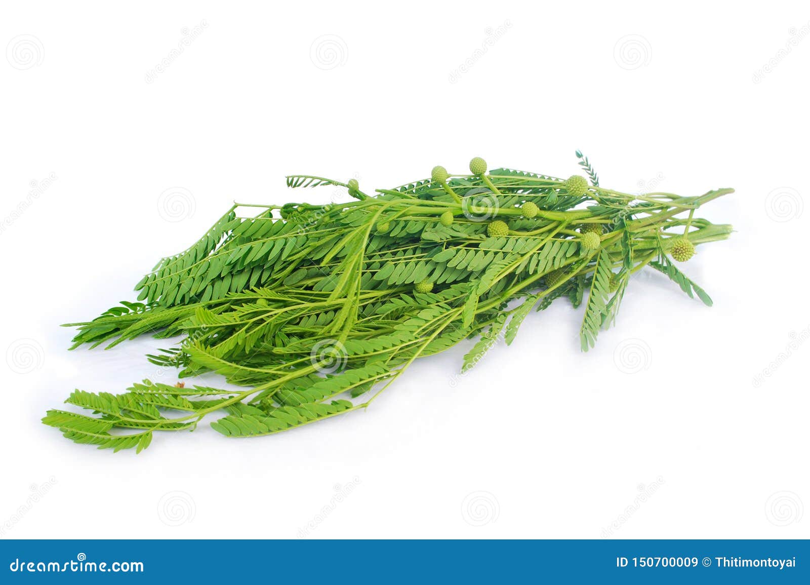 Lead tree. stock image. Image of lpillpi, acacia, fruit - 150700009